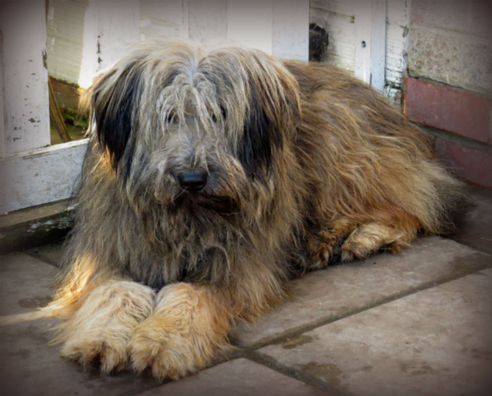 Fluff web 2018 - Catalan Sheepdog Club