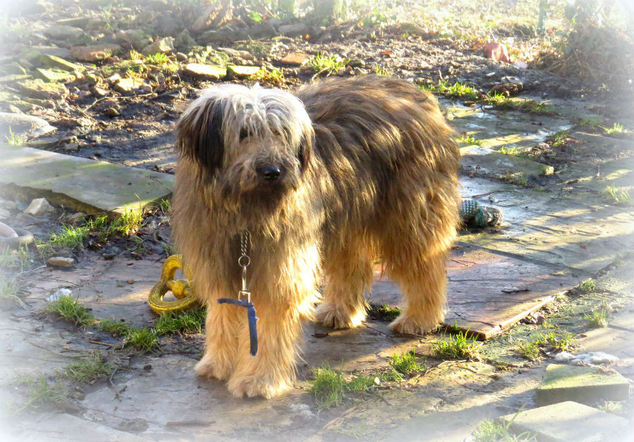 Fluff1 web 2018 - Catalan Sheepdog Club